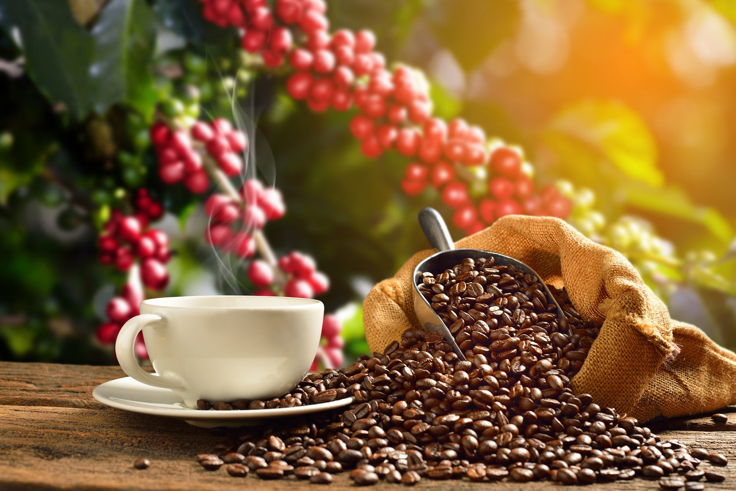 KONA COFFEE: How to Pick the Right One